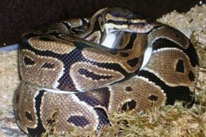 How Big Does a Ball Python Get? (Age-by-Age Guide)