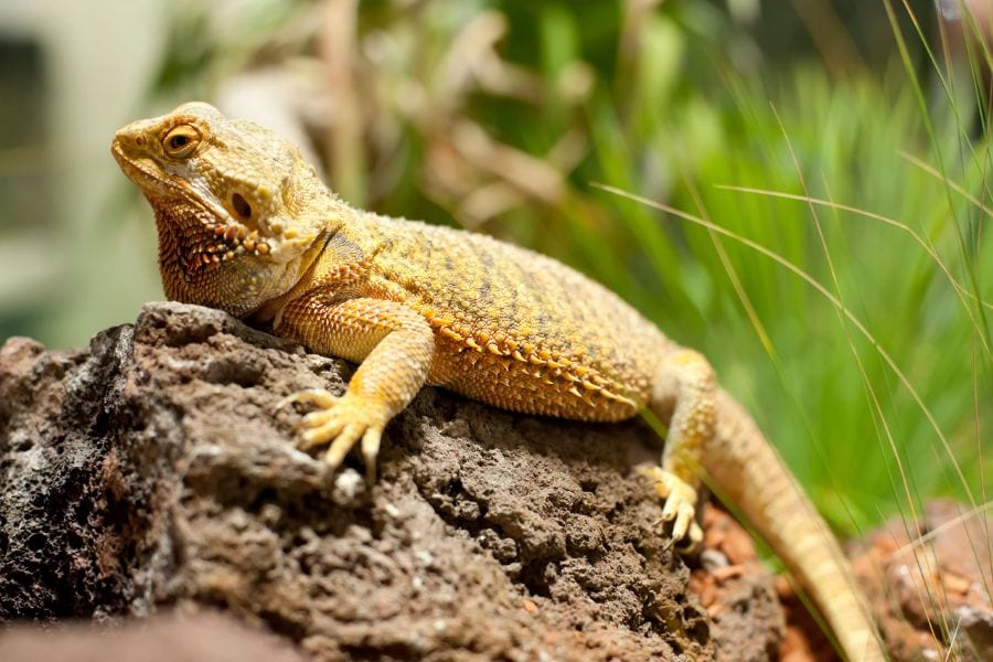 Bearded Dragon Road Trip? Essential Tips for Happy Travel