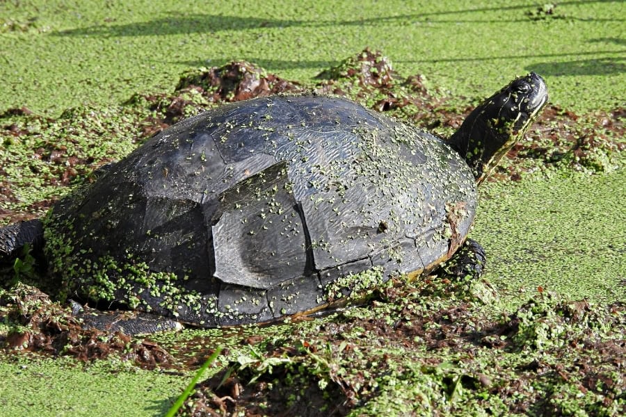 My Turtle Had A Cracked Shell and Here’s What I Did To Help Him