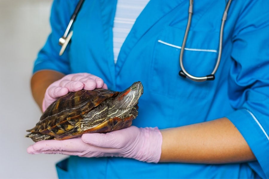 My Turtle Had A Cracked Shell and Here’s What I Did To Help Him