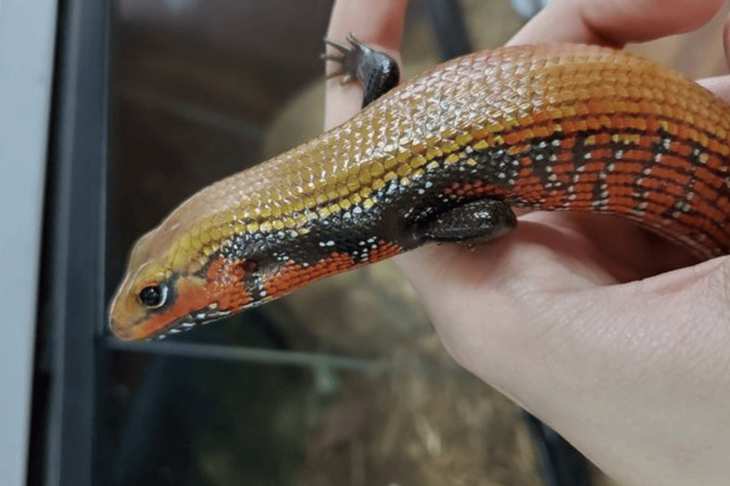 The Best Size Tank for an African Fire Skink - Reptile Direct