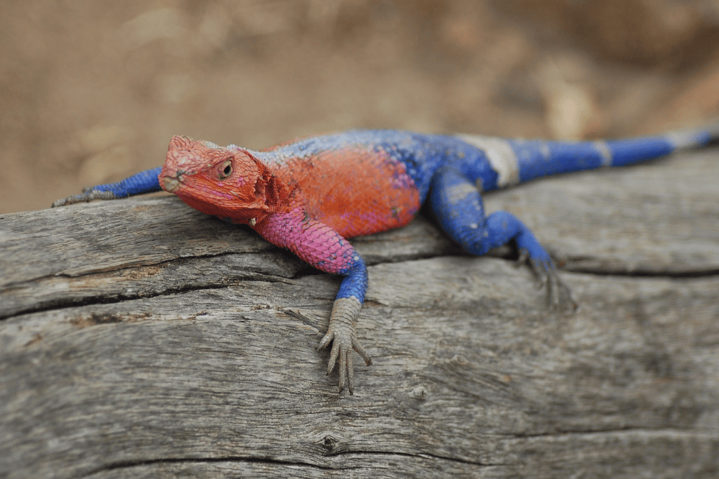 Are Agama Lizards Poisonous? - Reptile Direct