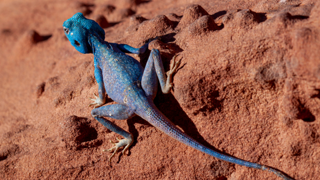 What Do Agama Lizards Eat? - Reptile Direct