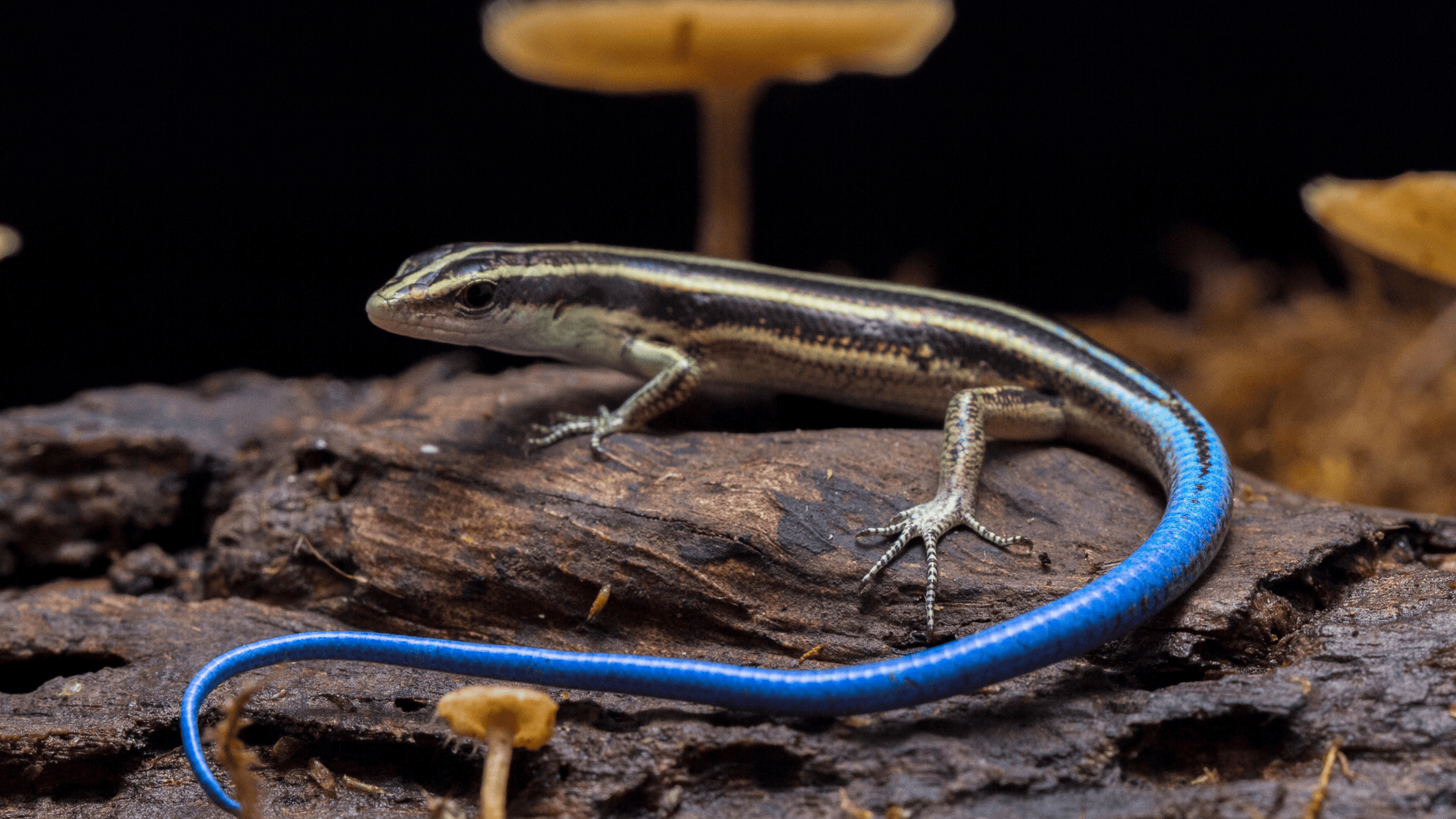 10 Popular Skink Species That Make Wonderful Pets