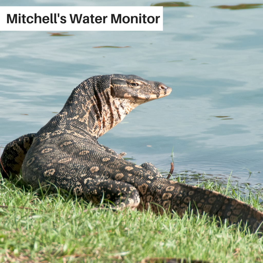 Are Agama Lizards Poisonous? - Reptile Direct