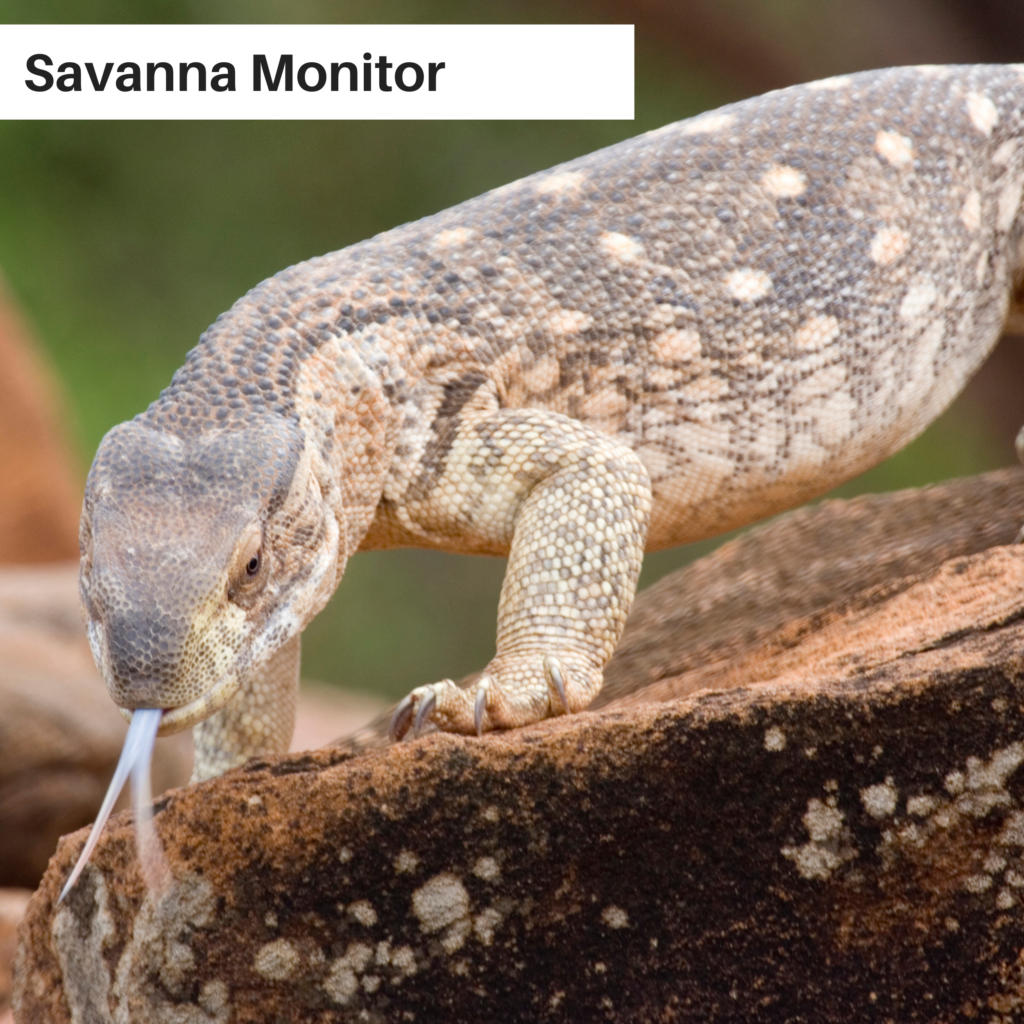 Are Agama Lizards Poisonous? - Reptile Direct