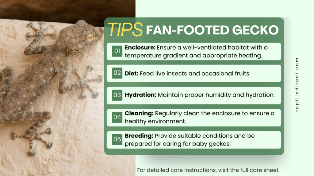 Fan-Footed Gecko Care Sheet | Reptiles Direct