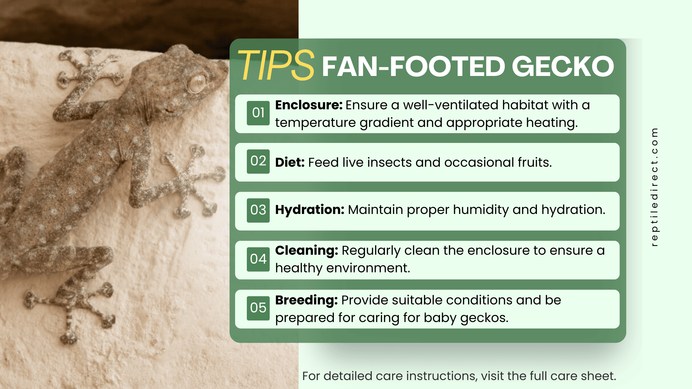 Fan-Footed Gecko Care Sheet | Reptiles Direct