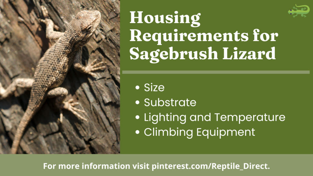 Sagebrush Lizard Wildlife Around Las Vegas, Sagebrush Lizard