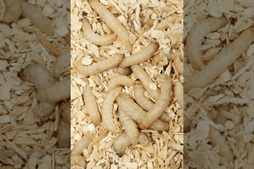 Waxworm Care Sheet: Top Tips for Keeping Your Worms Healthy - Reptile Direct