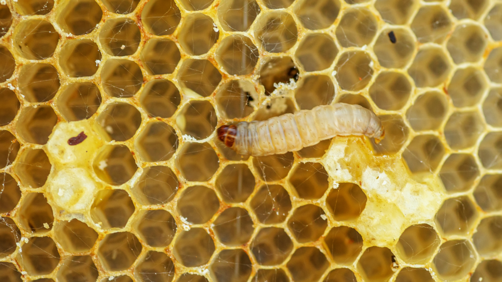 Waxworm Care Sheet: Top Tips for Keeping Your Worms Healthy - Reptile ...